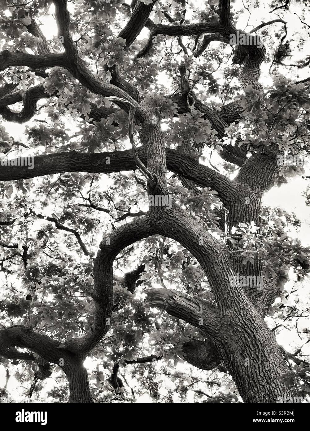 Twisted Oak Tree Tattoo