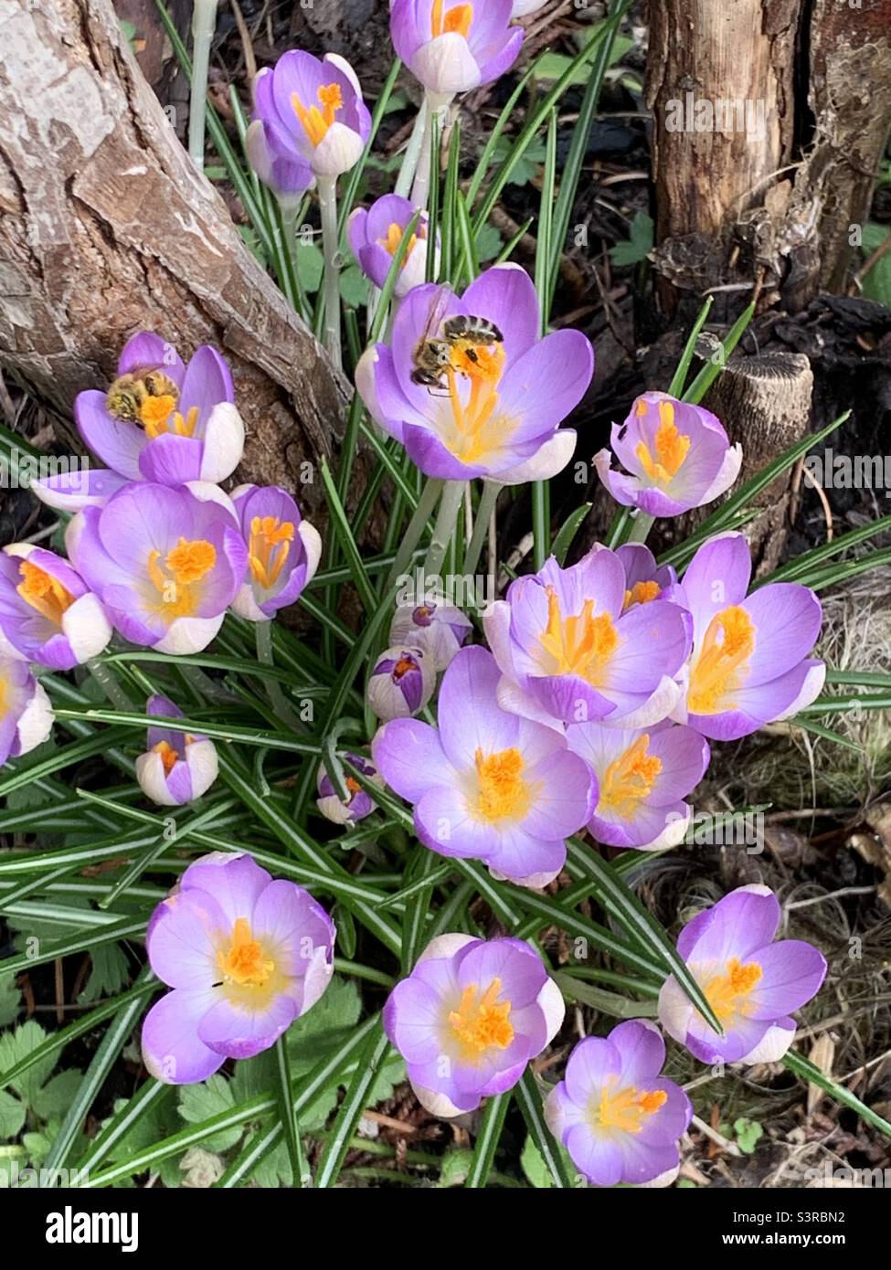 Crocus patch and bees Stock Photo - Alamy