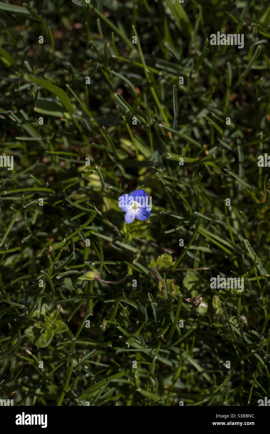 Blue flower in the middle of green grass Stock Photo - Alamy