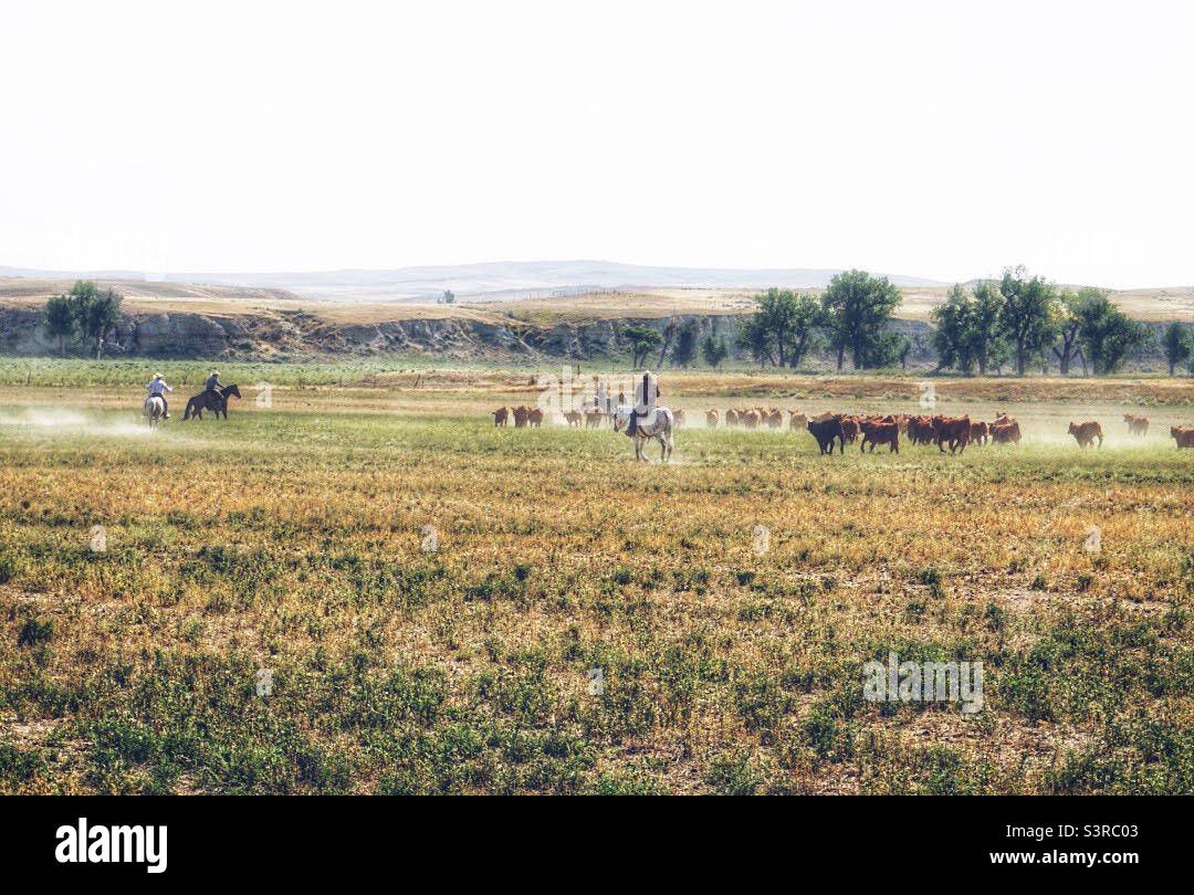 Roundup cattle hi-res stock photography and images - Alamy