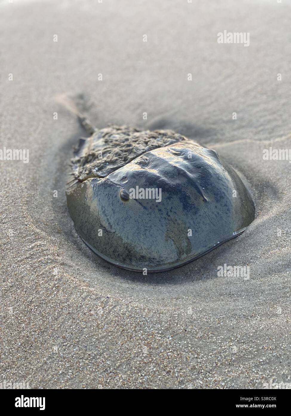 Horseshoe crab shell beach sand hi-res stock photography and images - Alamy