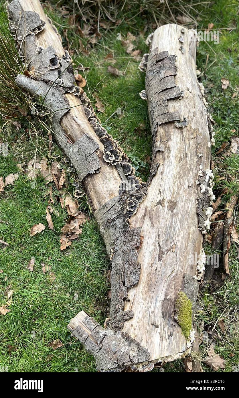 Log with fungus hi-res stock photography and images - Alamy