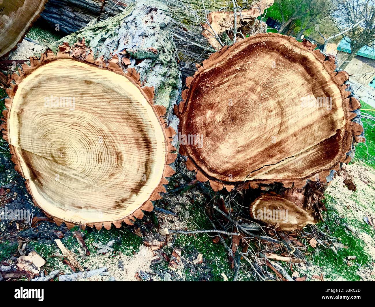Two cross-sections of a healthy hardwood tree Stock Photo - Alamy