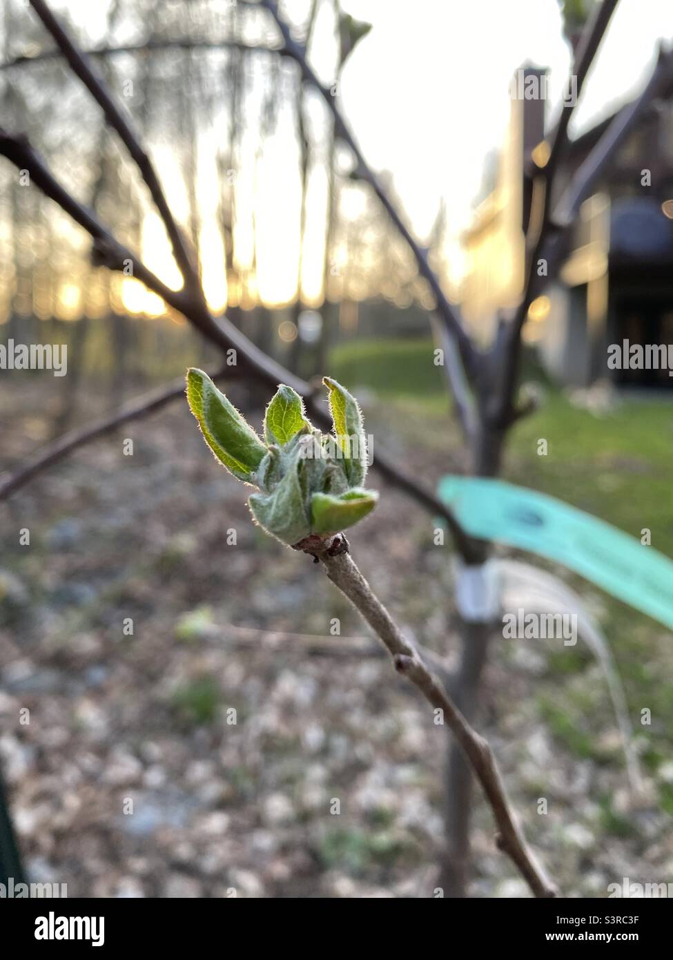 Tree bud hi-res stock photography and images - Alamy