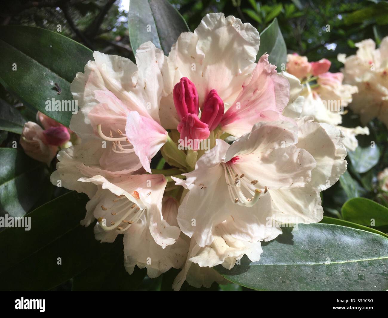 Pink and cream hi-res stock photography and images - Alamy