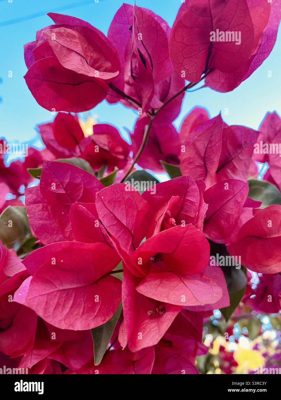 Bugambilias hi-res stock photography and images - Alamy
