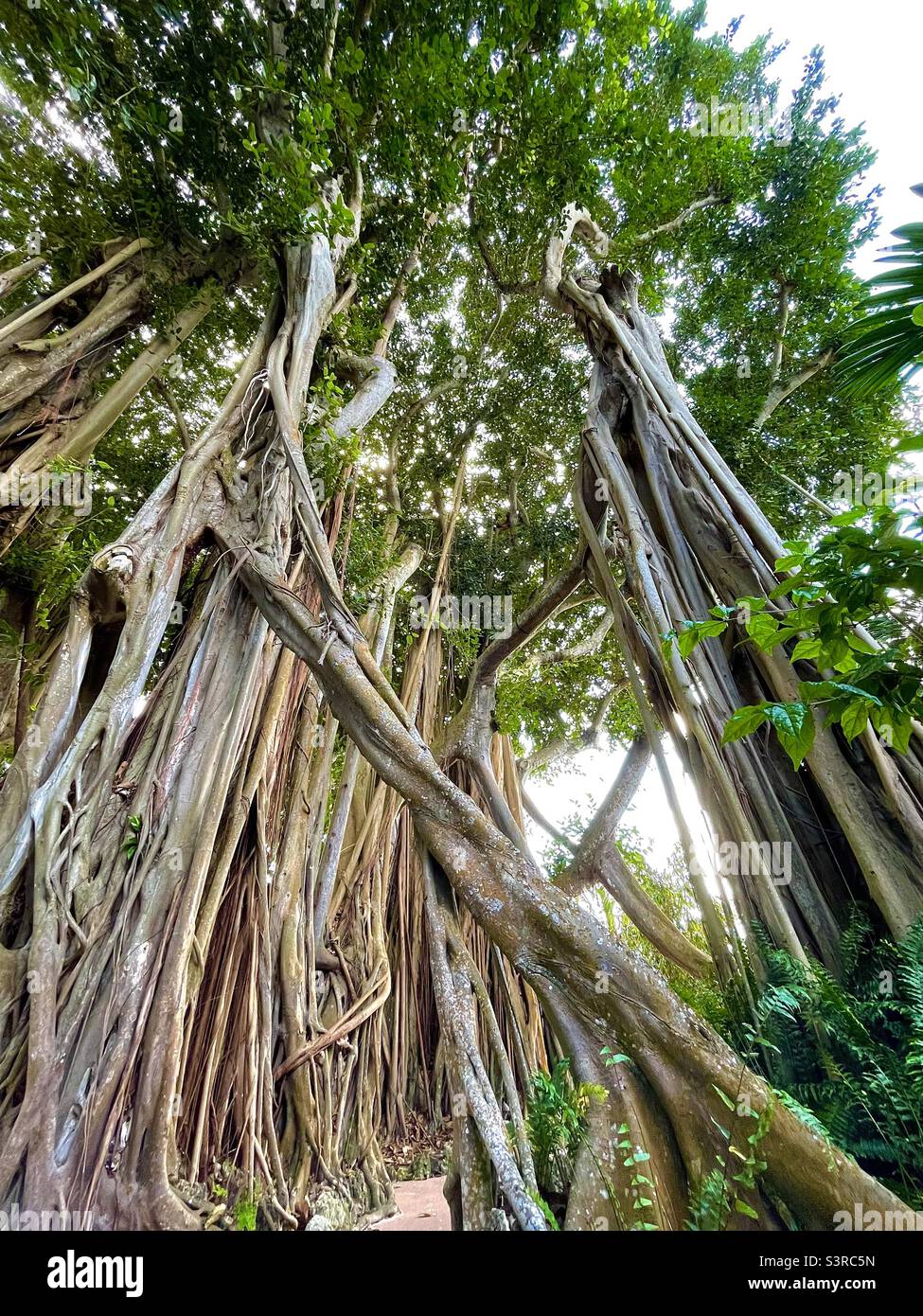 Long greenery hi-res stock photography and images - Alamy