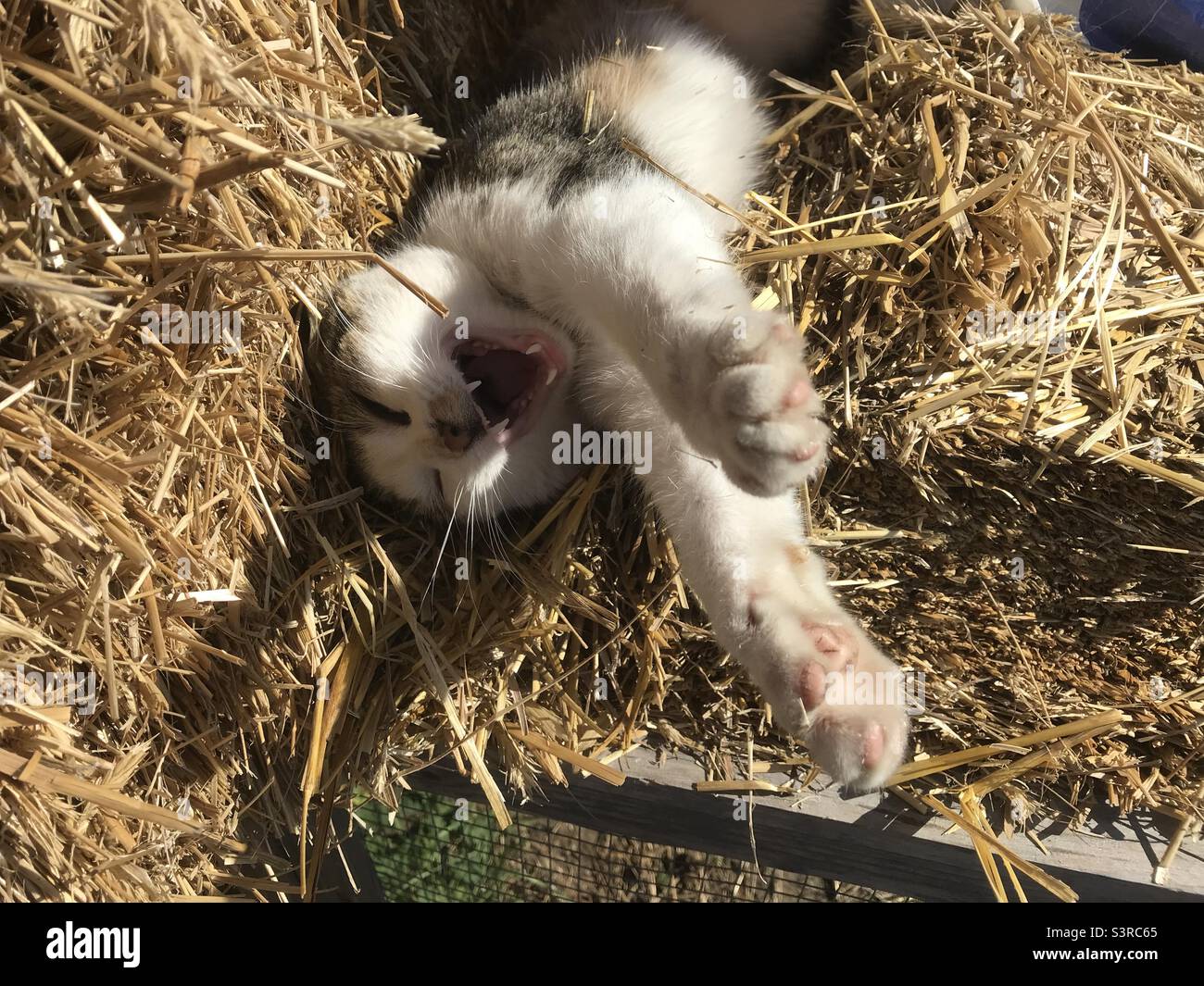 Yawningcat hi-res stock photography and images - Alamy