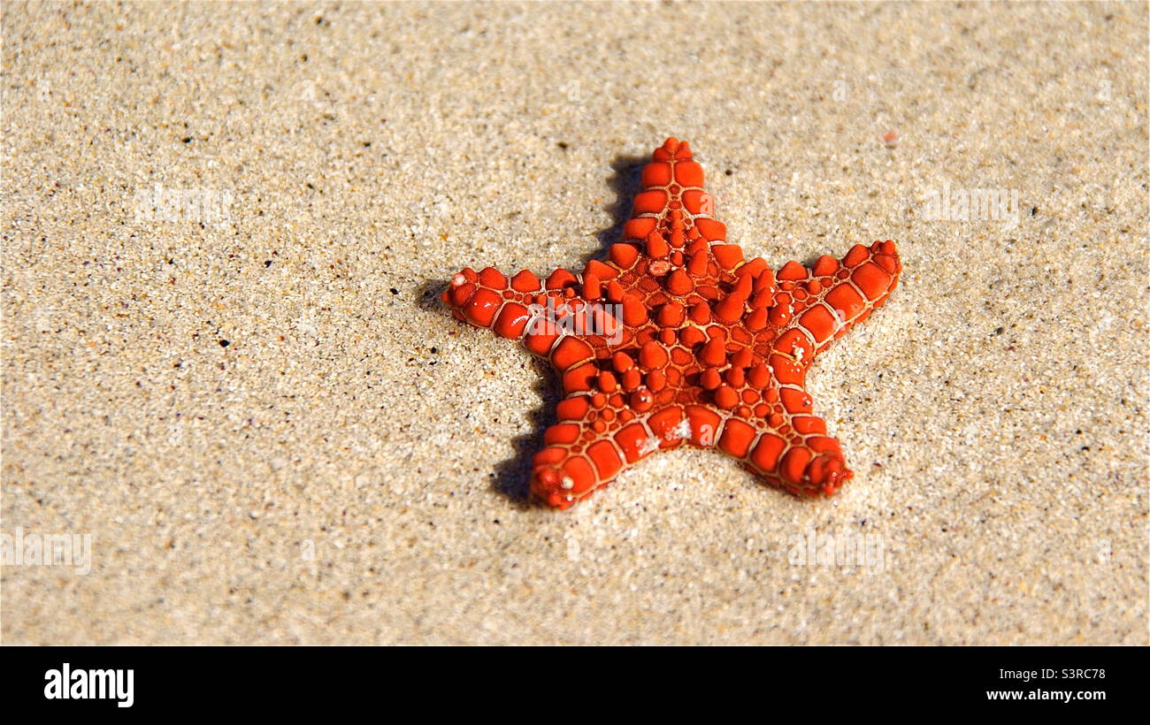 Seestern High Resolution Stock Photography and Images - Alamy