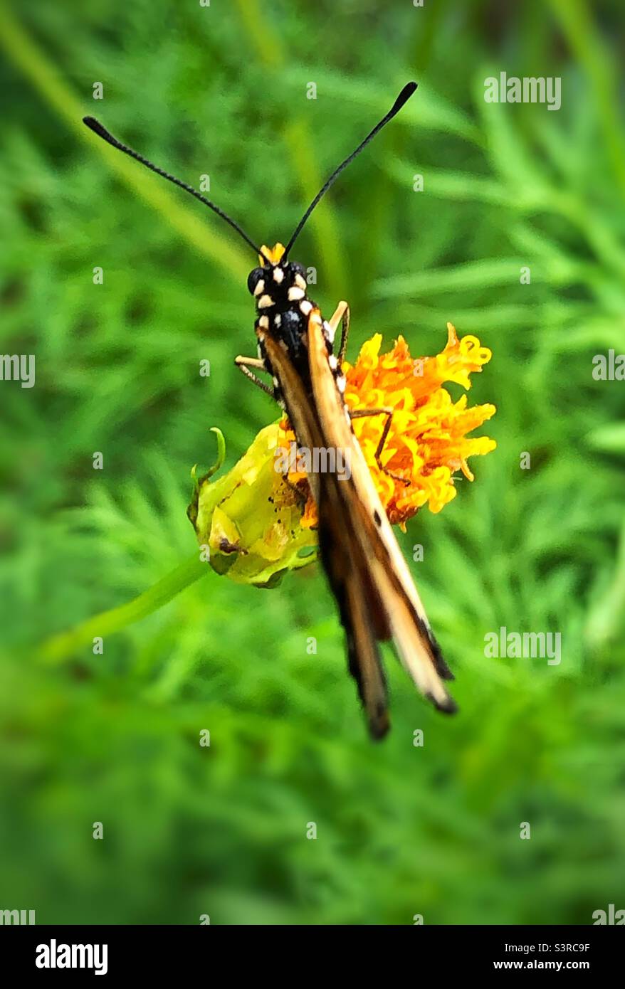 Butterfly top hi-res stock photography and images - Alamy
