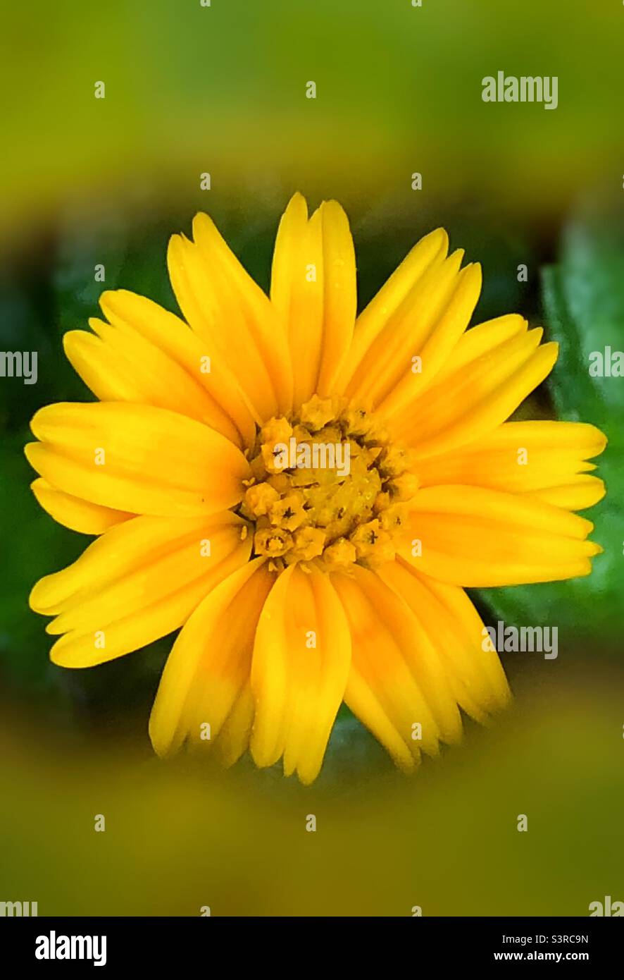 Yellow flower texture hi-res stock photography and images - Alamy