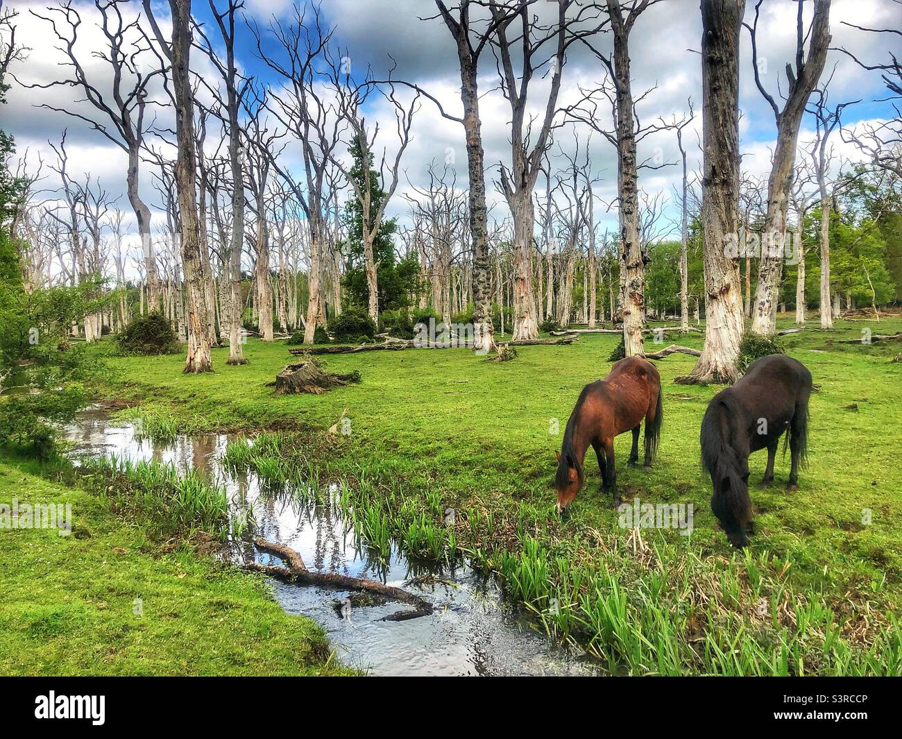 New Forest ponies grazing next to stream flowing though dead standing ...