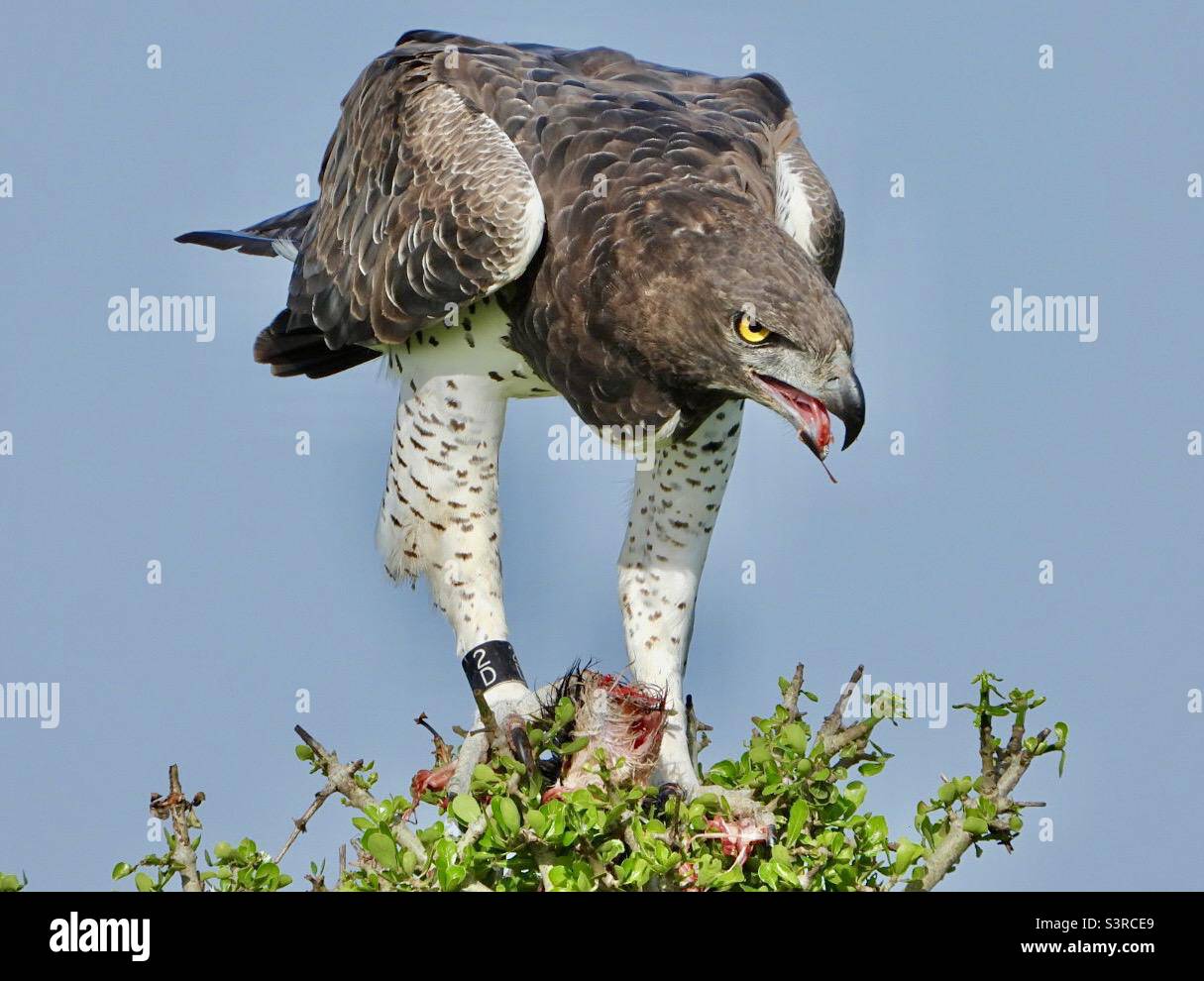 Kill that eagle hi-res stock photography and images - Alamy