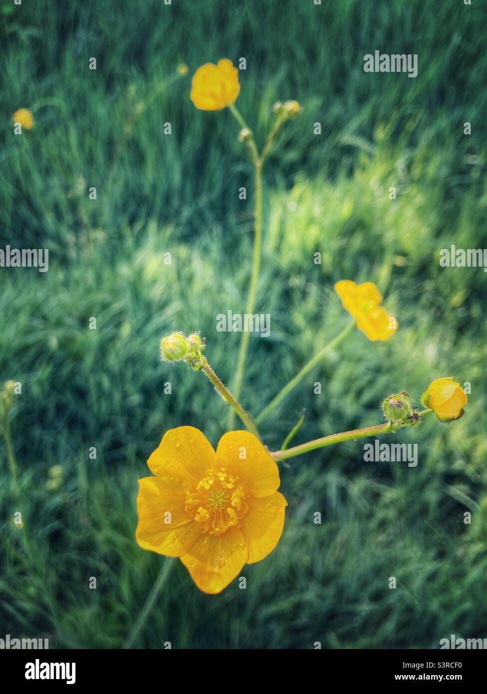 Tall field buttercup hi-res stock photography and images - Alamy