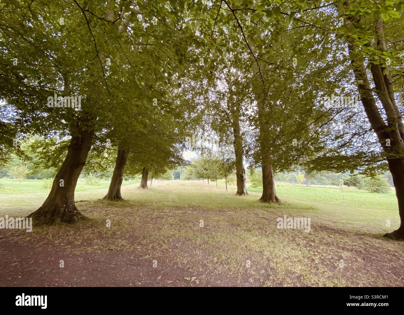 Trees in the grounds at Highclere Castle, Hampshire, England. August ...