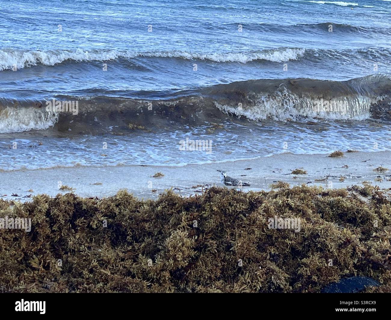 Sea bird on the seashore perches on the seaweed Mexico Stock Photo - Alamy