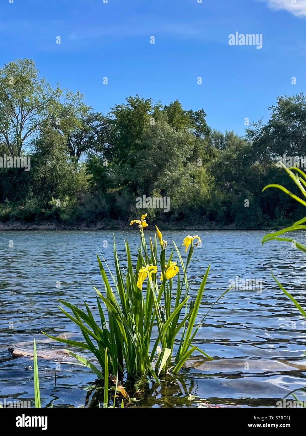 Yellow irises hi-res stock photography and images - Alamy