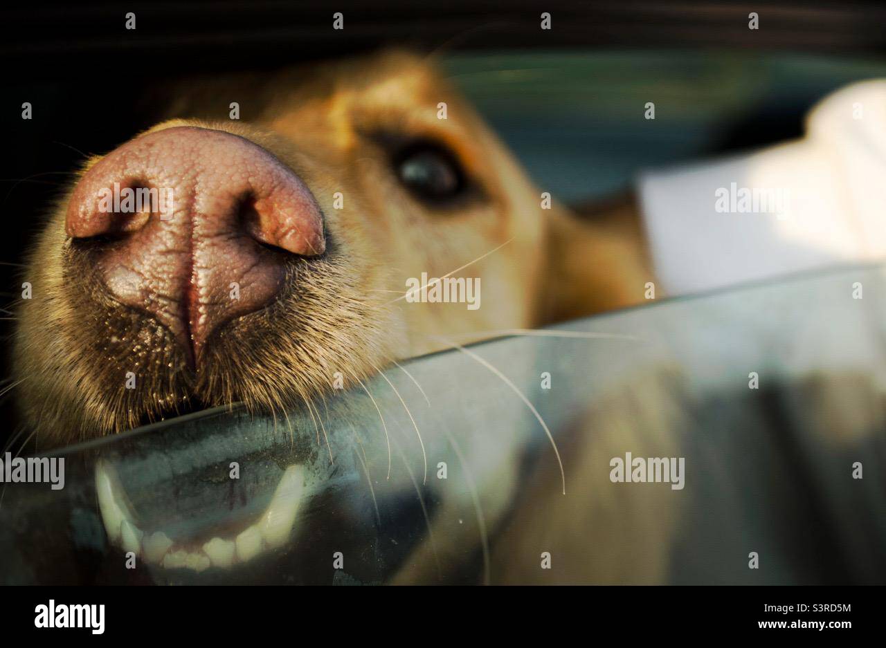 Playful Golden Retriever Inside Car Stock Photo - Alamy
