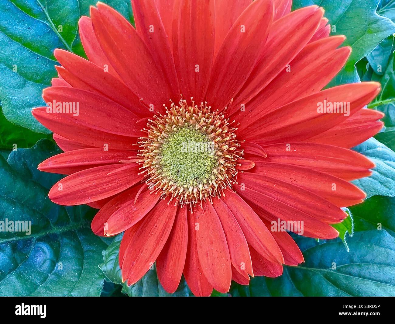 Daisy barberton hi-res stock photography and images - Alamy