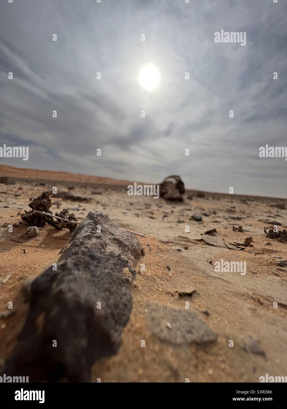 Wild animal skull hi-res stock photography and images - Alamy