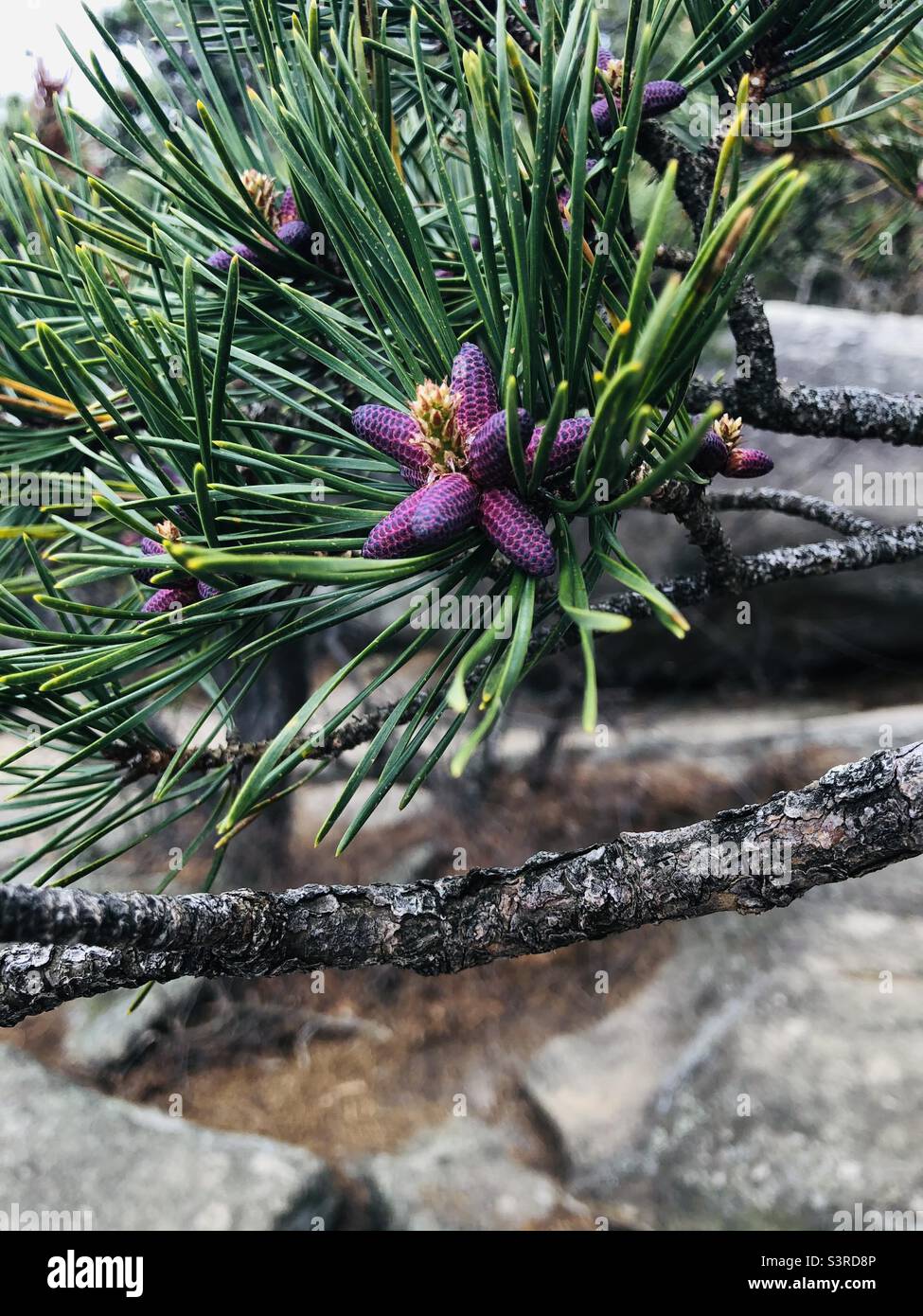 Pine cones on old rag Stock Photo - Alamy