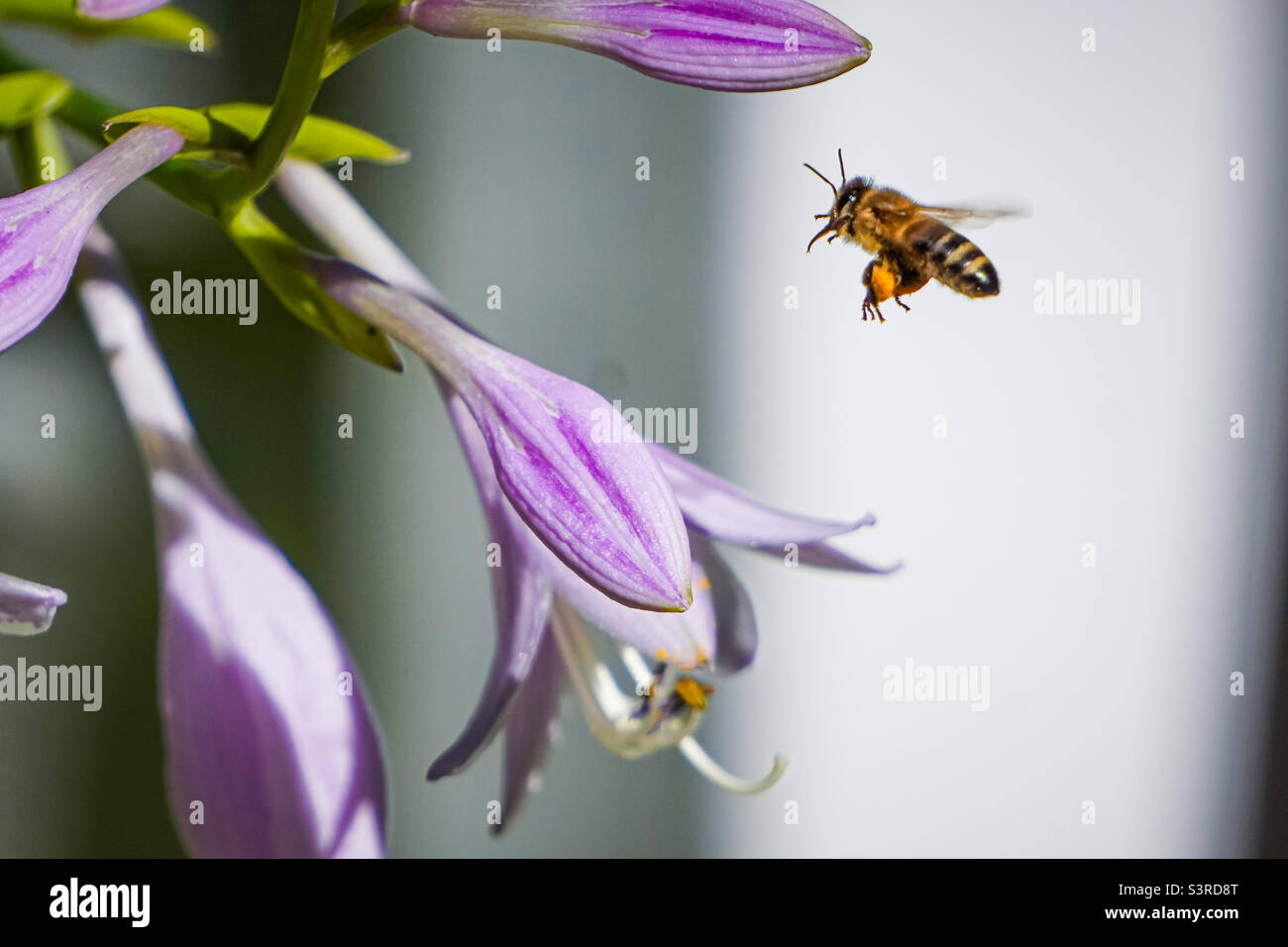 Pollen of flowers hi-res stock photography and images - Alamy