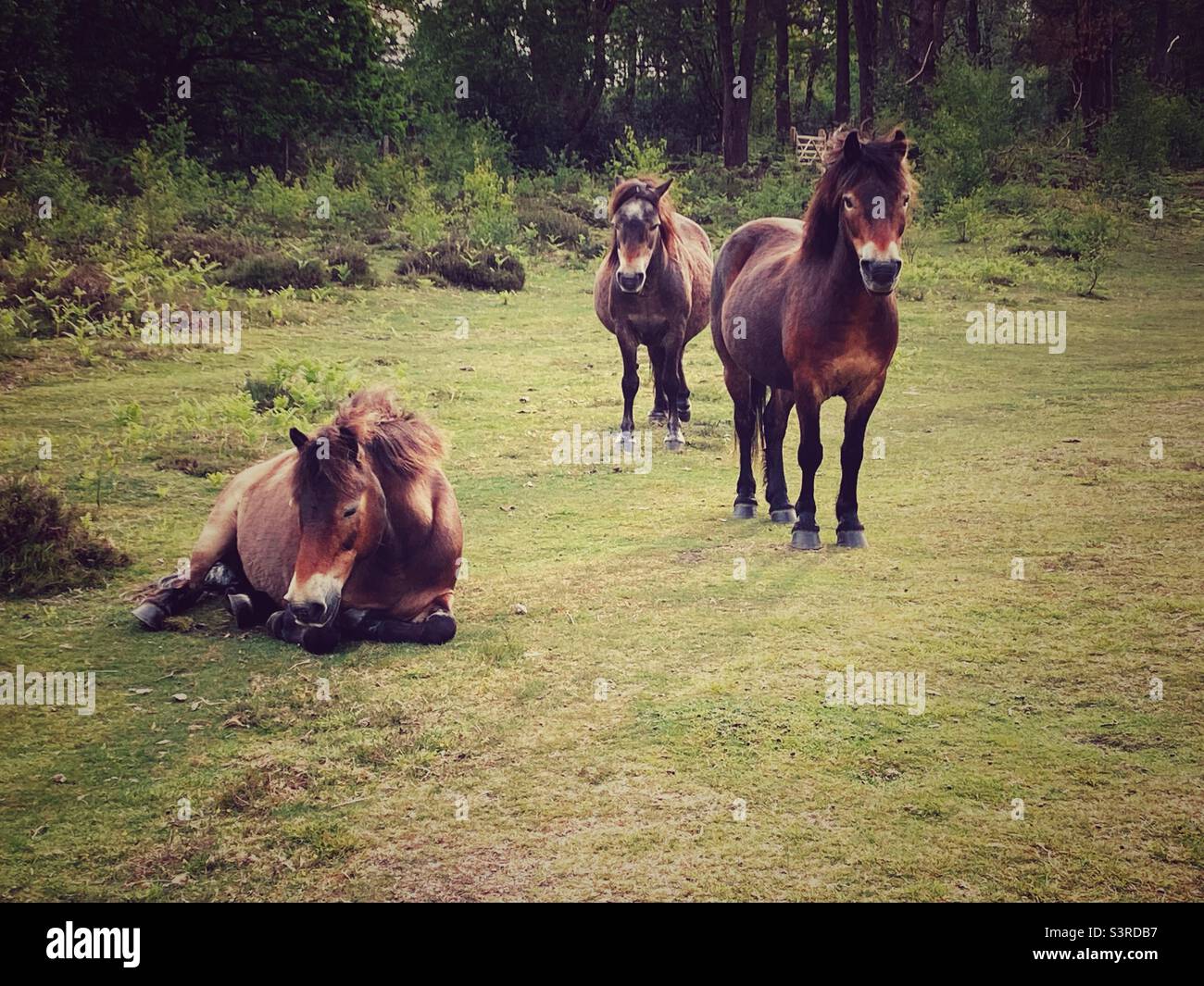 Ponies lying down hi-res stock photography and images - Alamy