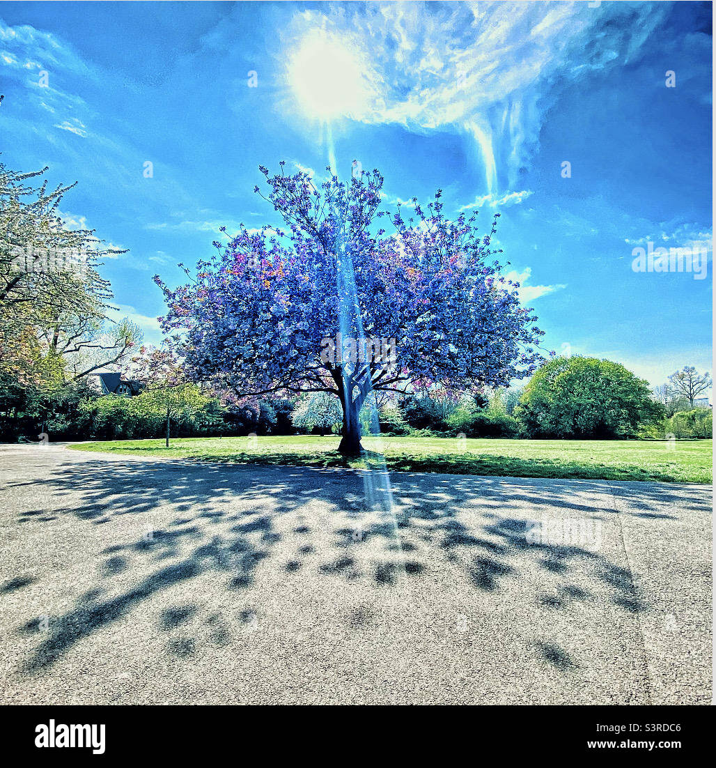 A tree in Peckham Rye Park Stock Photo - Alamy
