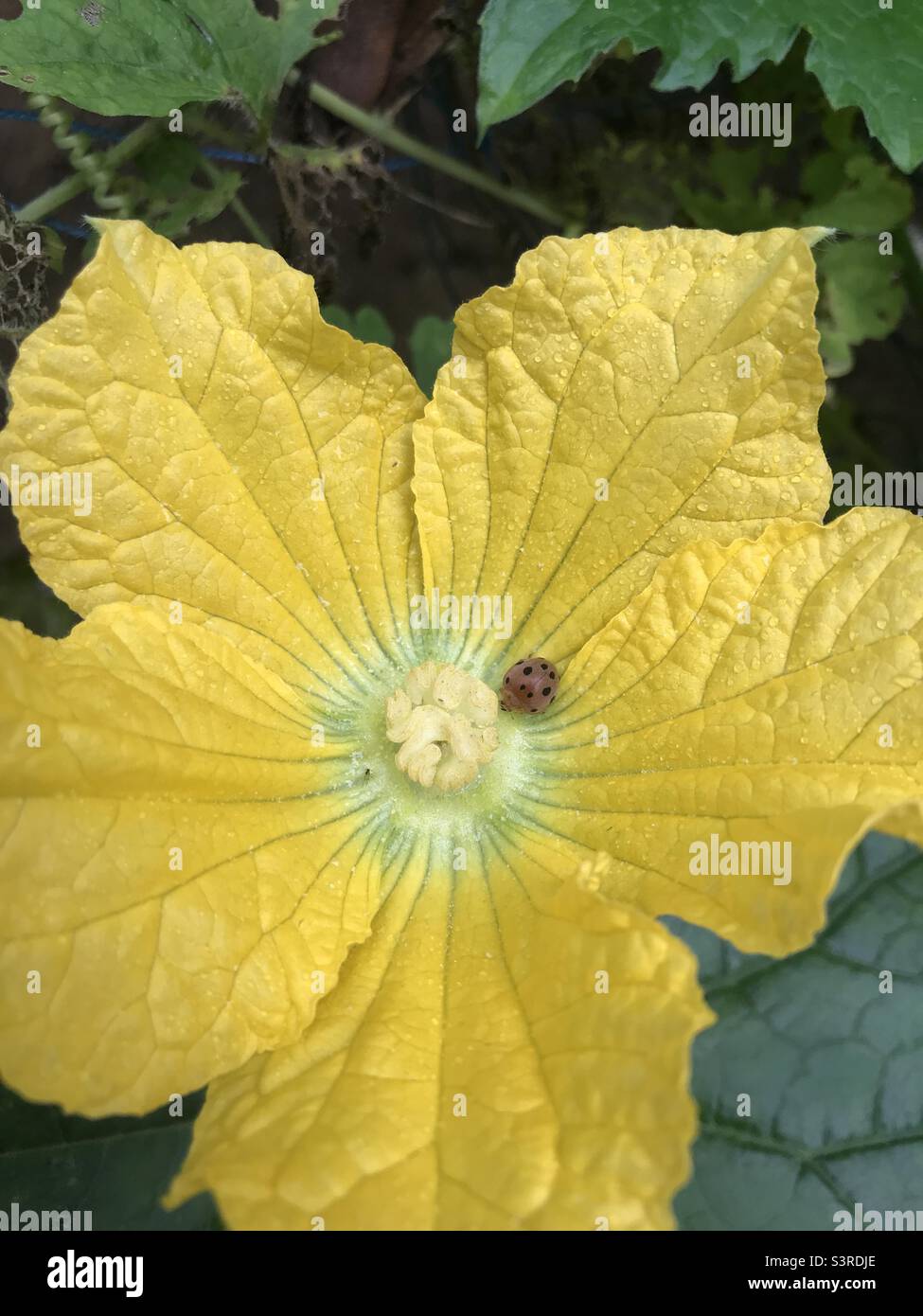 Ash guard hi-res stock photography and images - Alamy