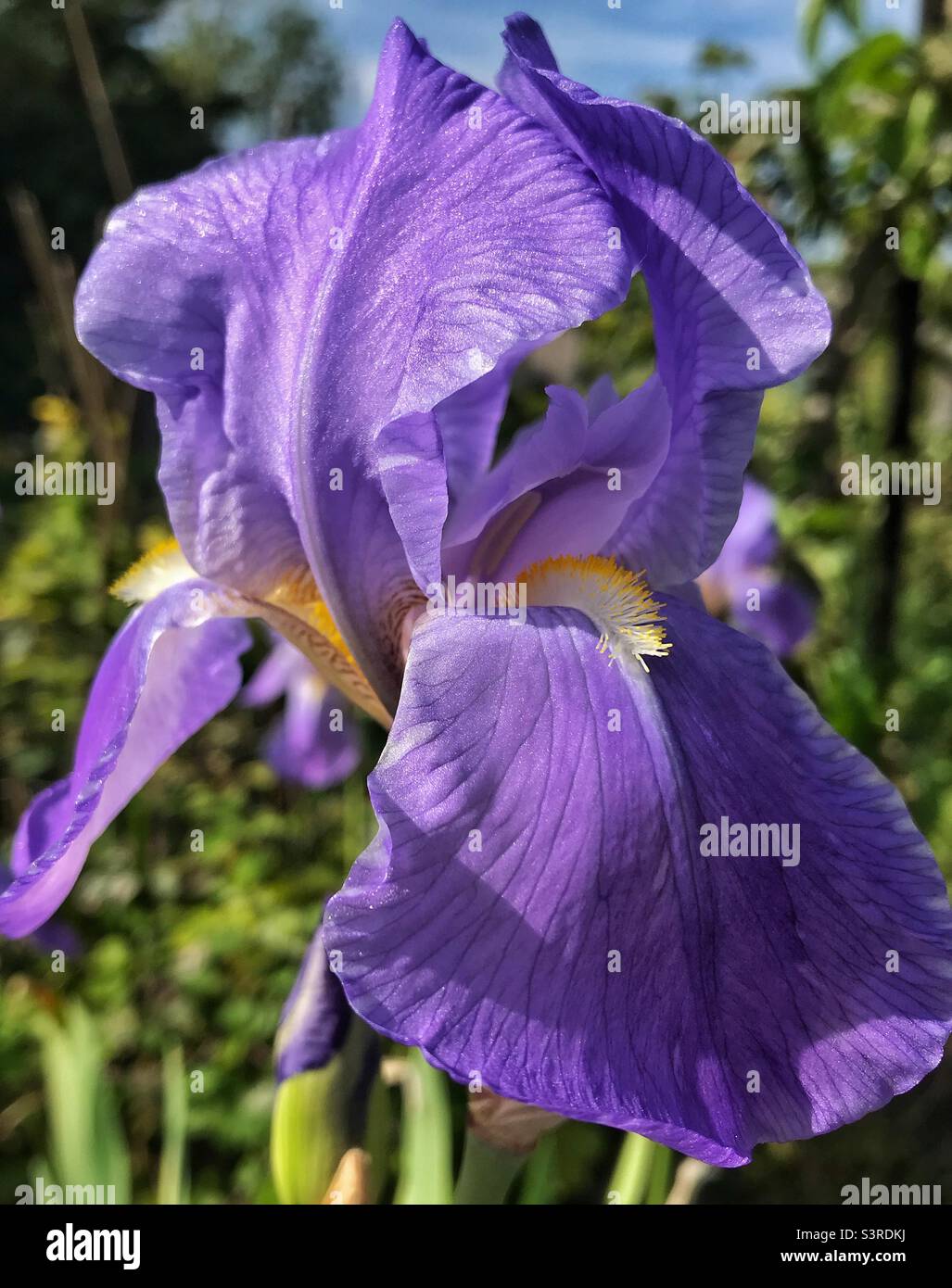 Iris in full flower Stock Photo - Alamy