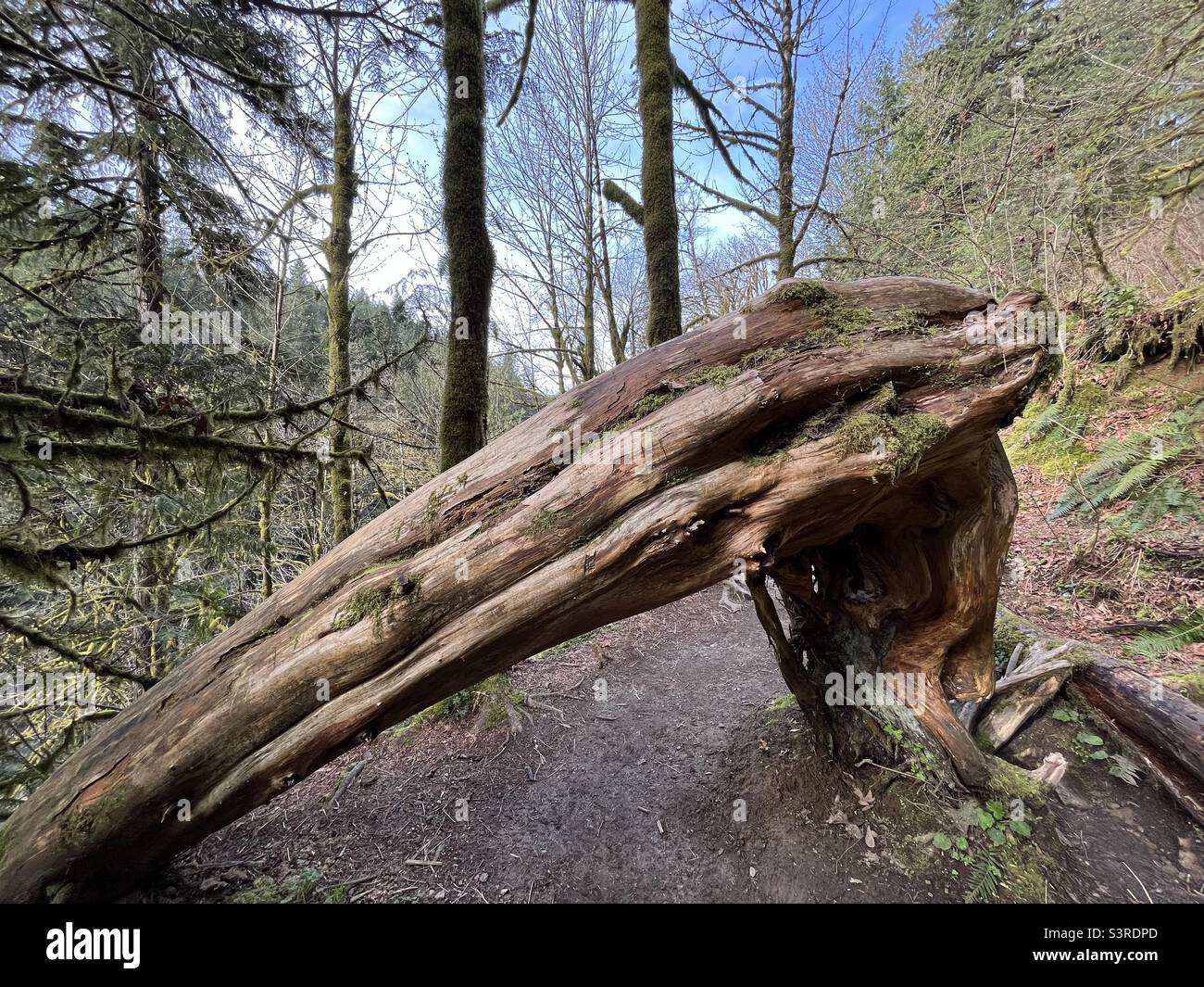 Gnarled tree stump hi-res stock photography and images - Alamy