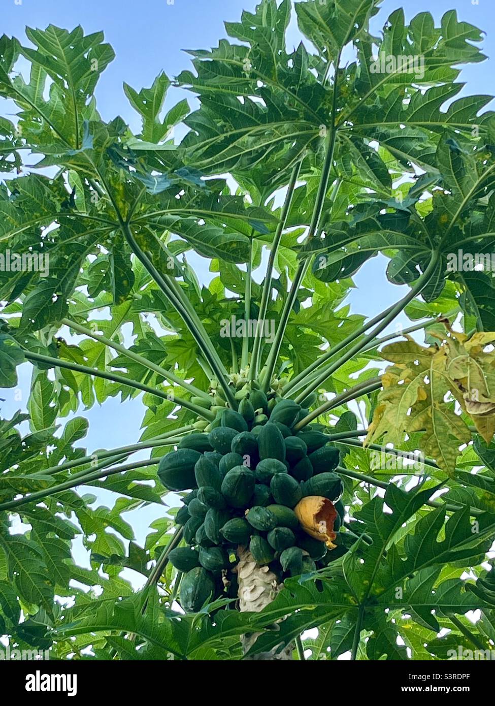 Pawpaw tree hi-res stock photography and images - Alamy