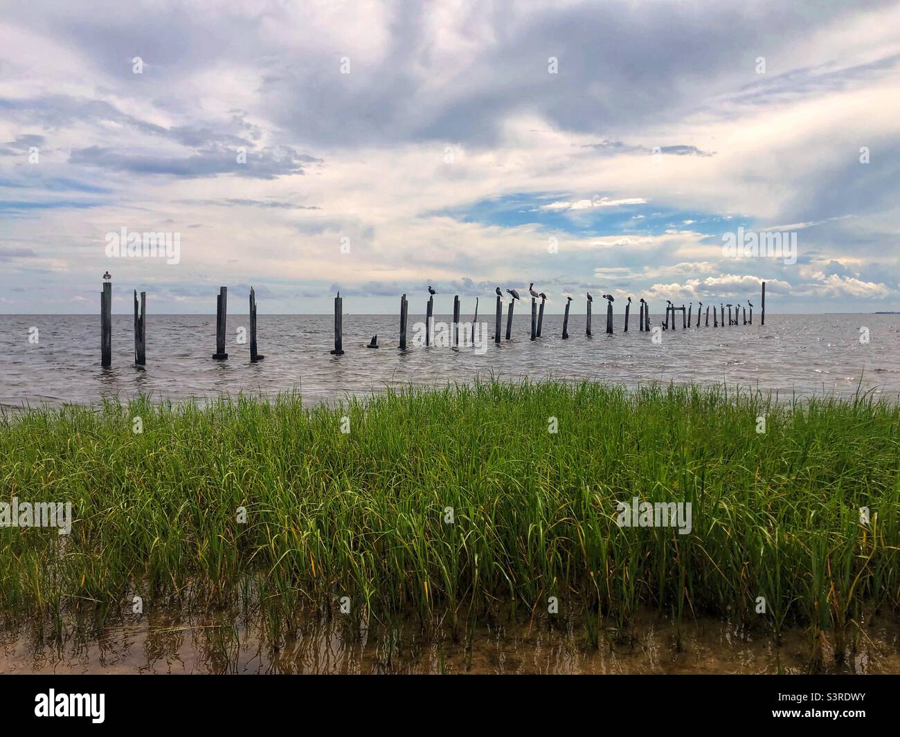 Seabirds resting on old dock pilings with salt marsh grasses in the ...