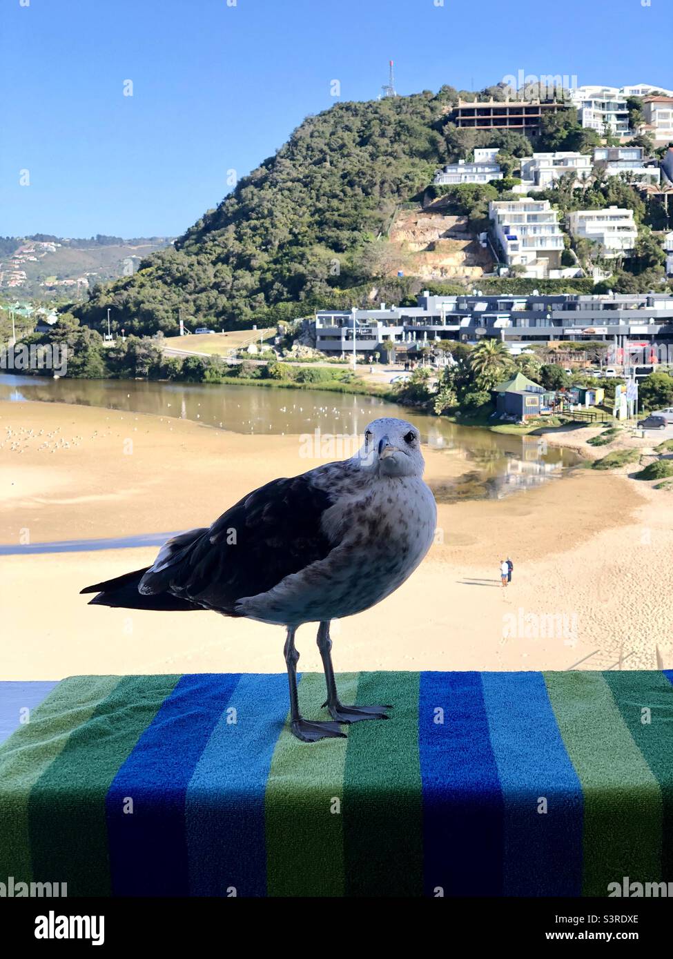 Seagull friends hi-res stock photography and images - Alamy