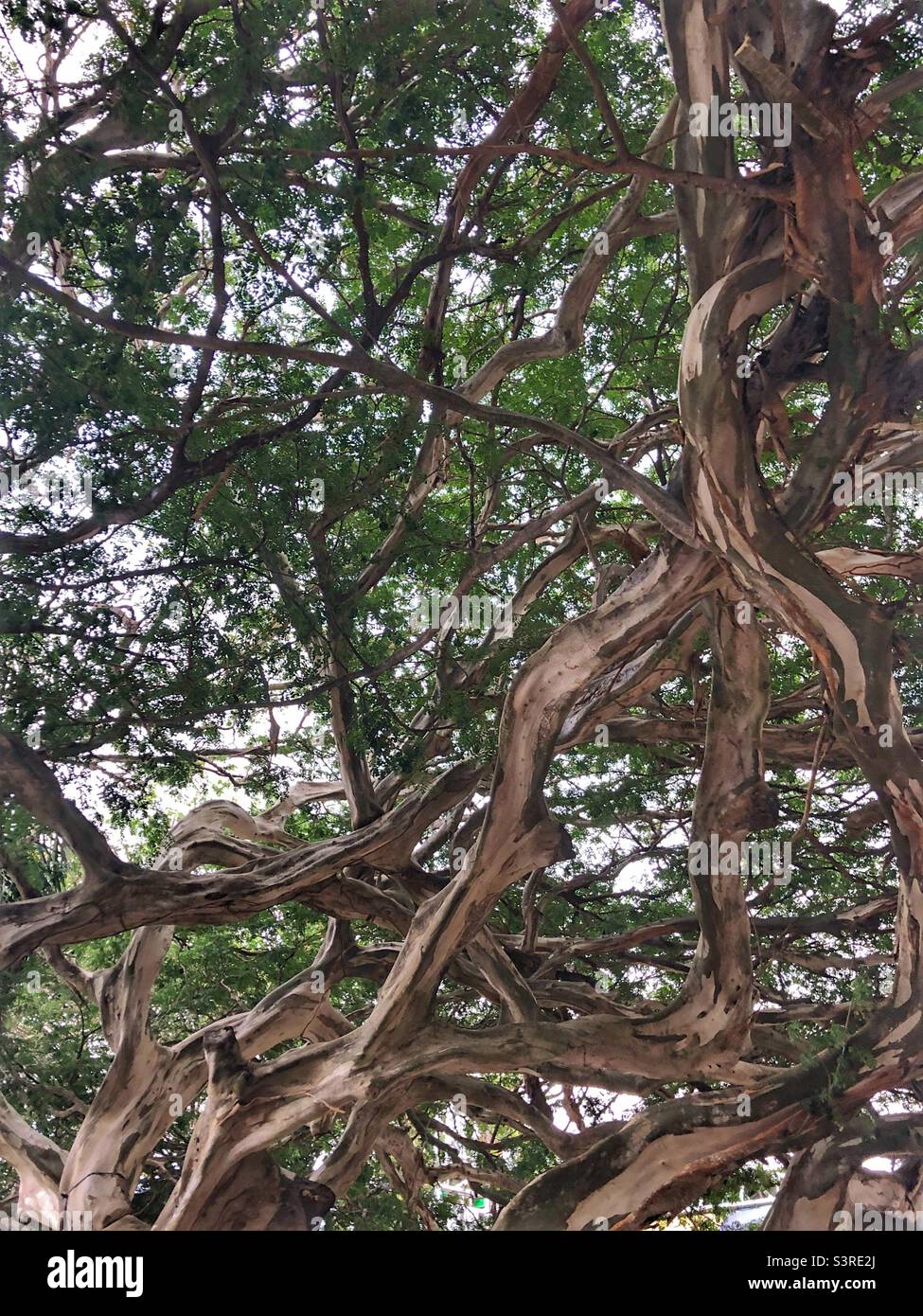 Intricate tree trunk and branches Stock Photo - Alamy