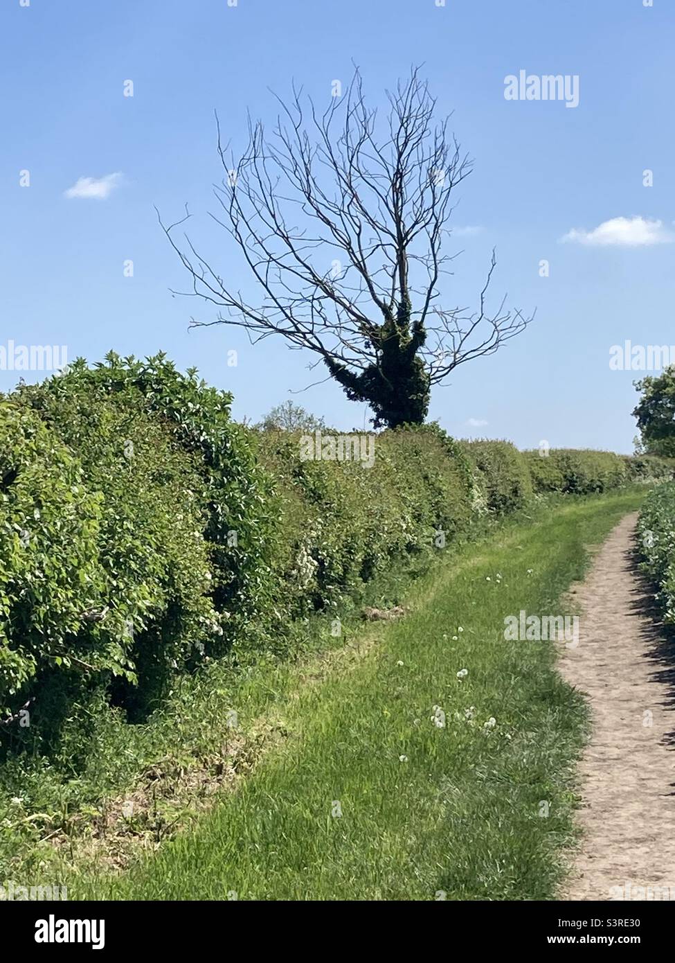 Tree and fields hi-res stock photography and images - Alamy