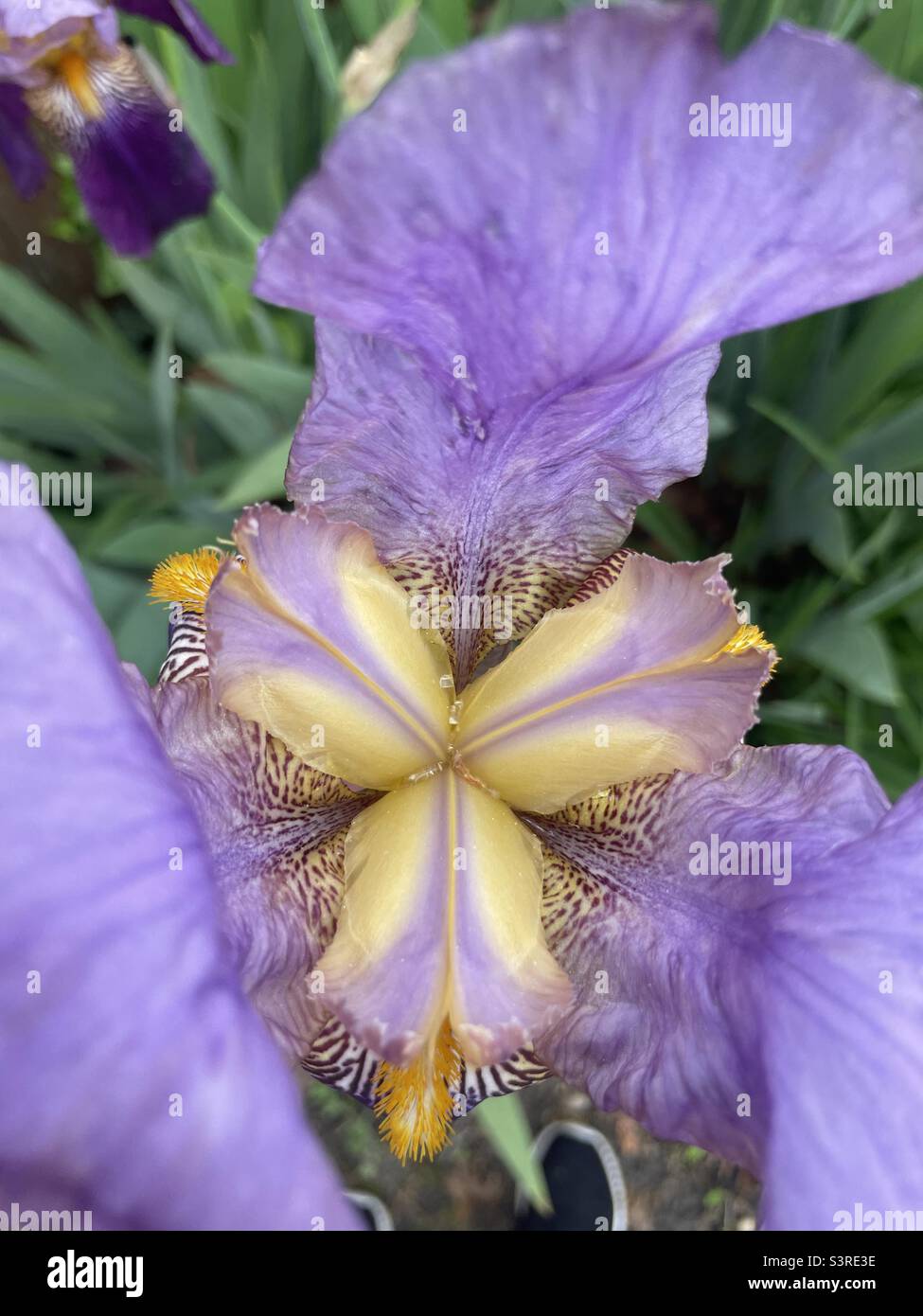 Inside of a iris flower Stock Photo - Alamy