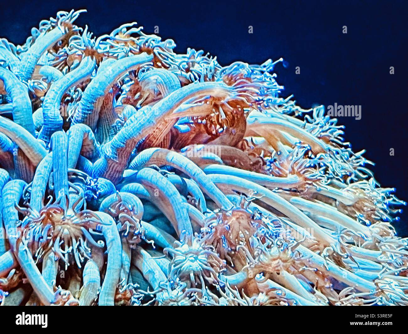 Goniopora iobata hi-res stock photography and images - Alamy