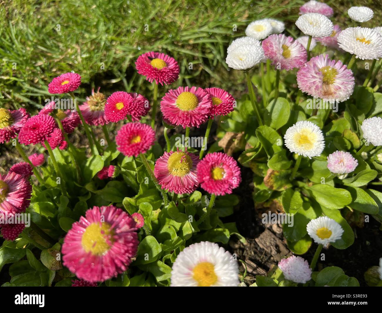 Daisy hardy hi-res stock photography and images - Alamy