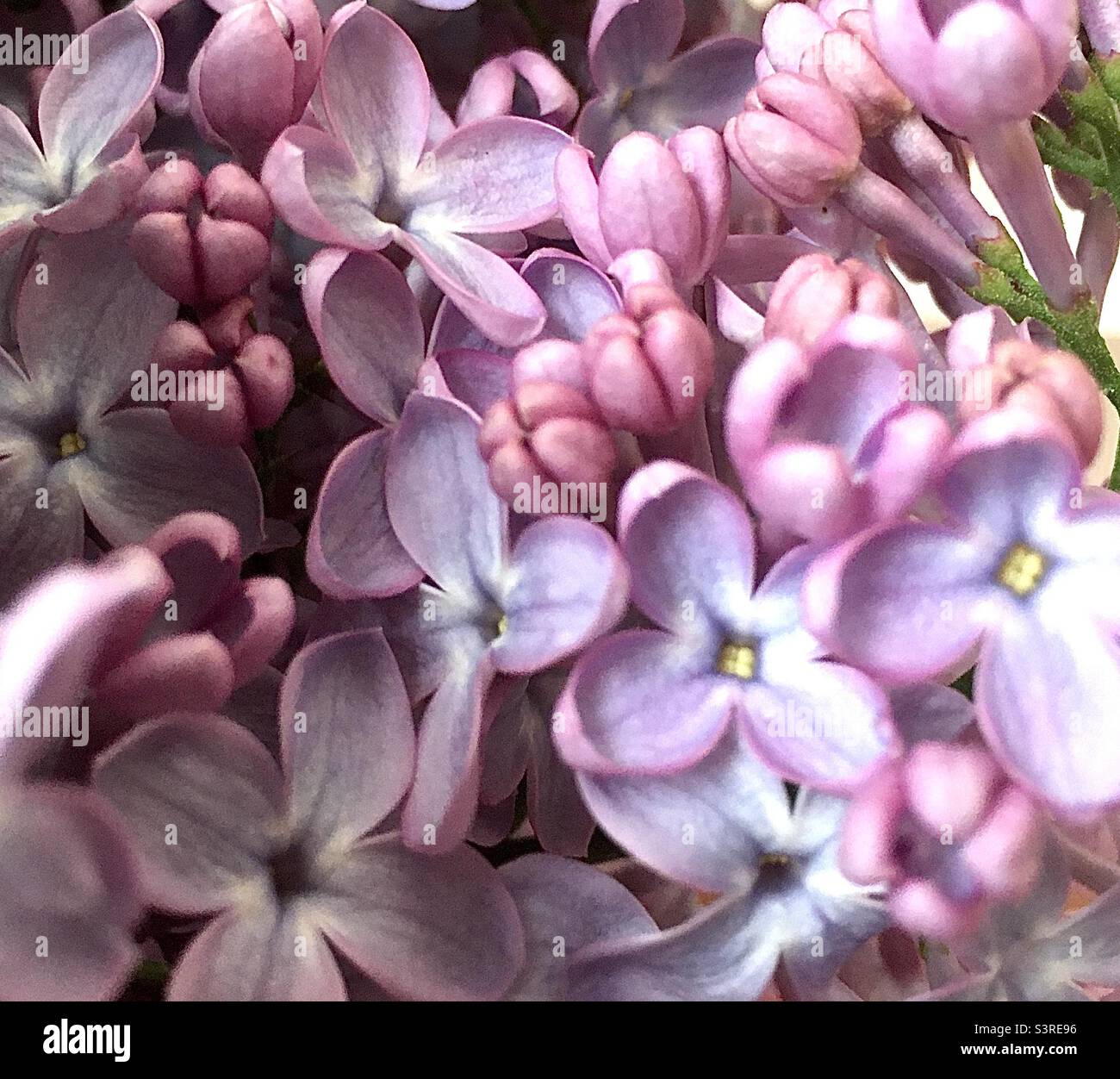 Lavender pink hi-res stock photography and images - Alamy