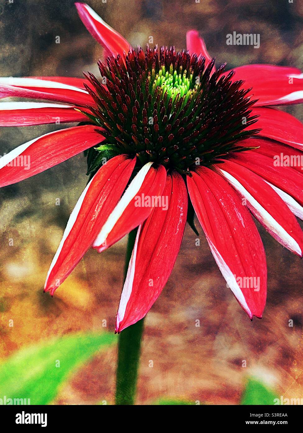 Echinacea winter hi-res stock photography and images - Alamy
