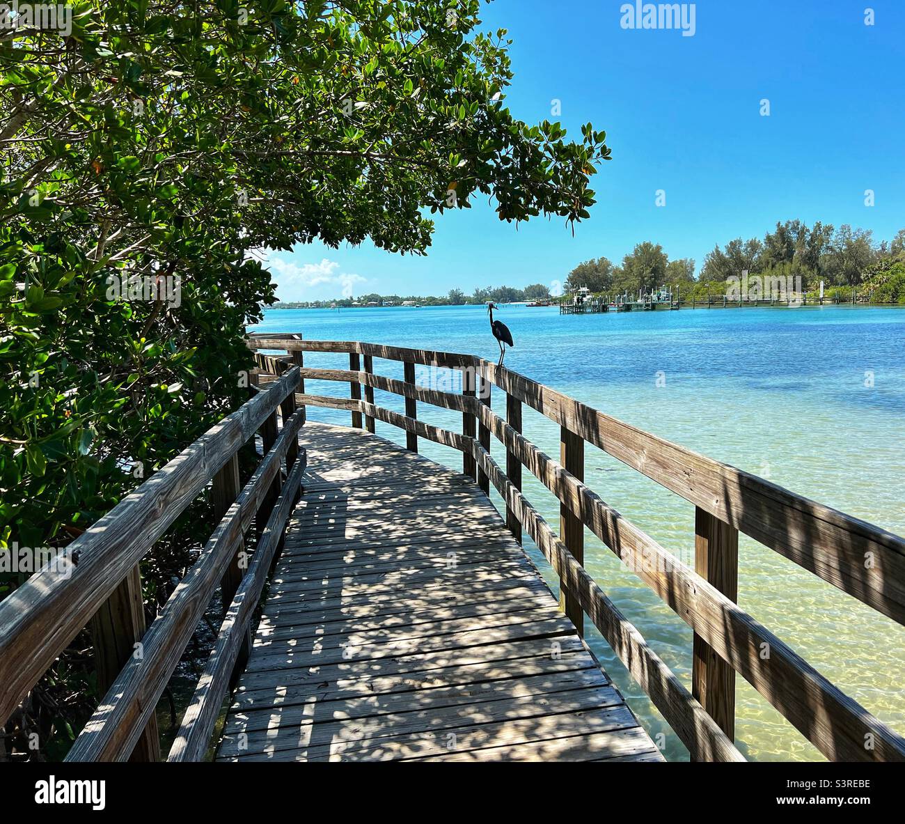 Leffis Key in Anna Maria Island, Florida - a bird sitting on the fence ...
