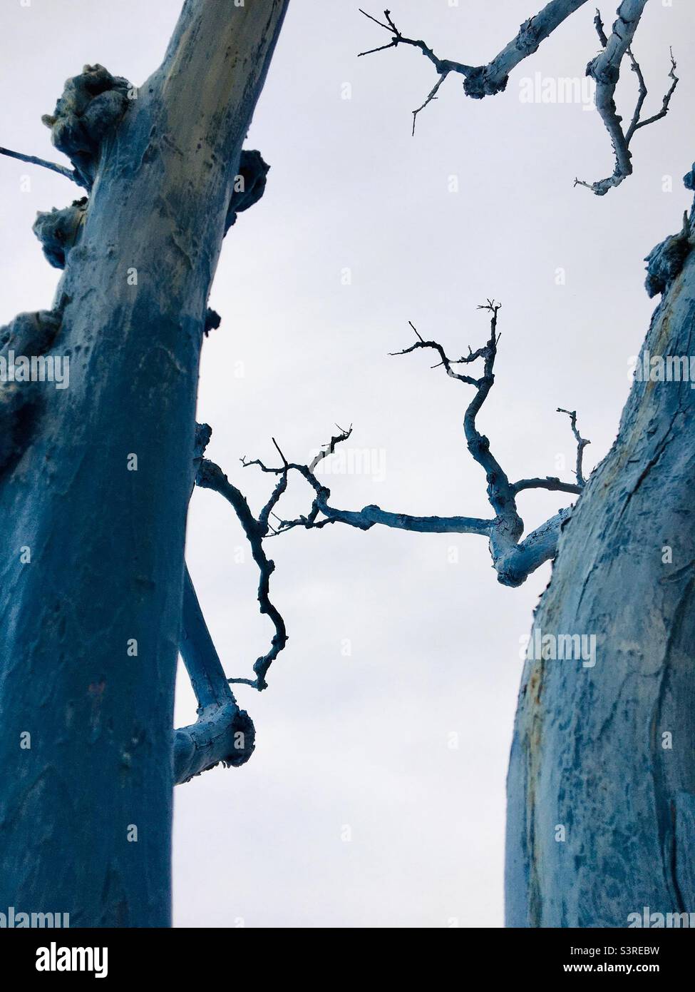 Blue tree hi-res stock photography and images - Alamy