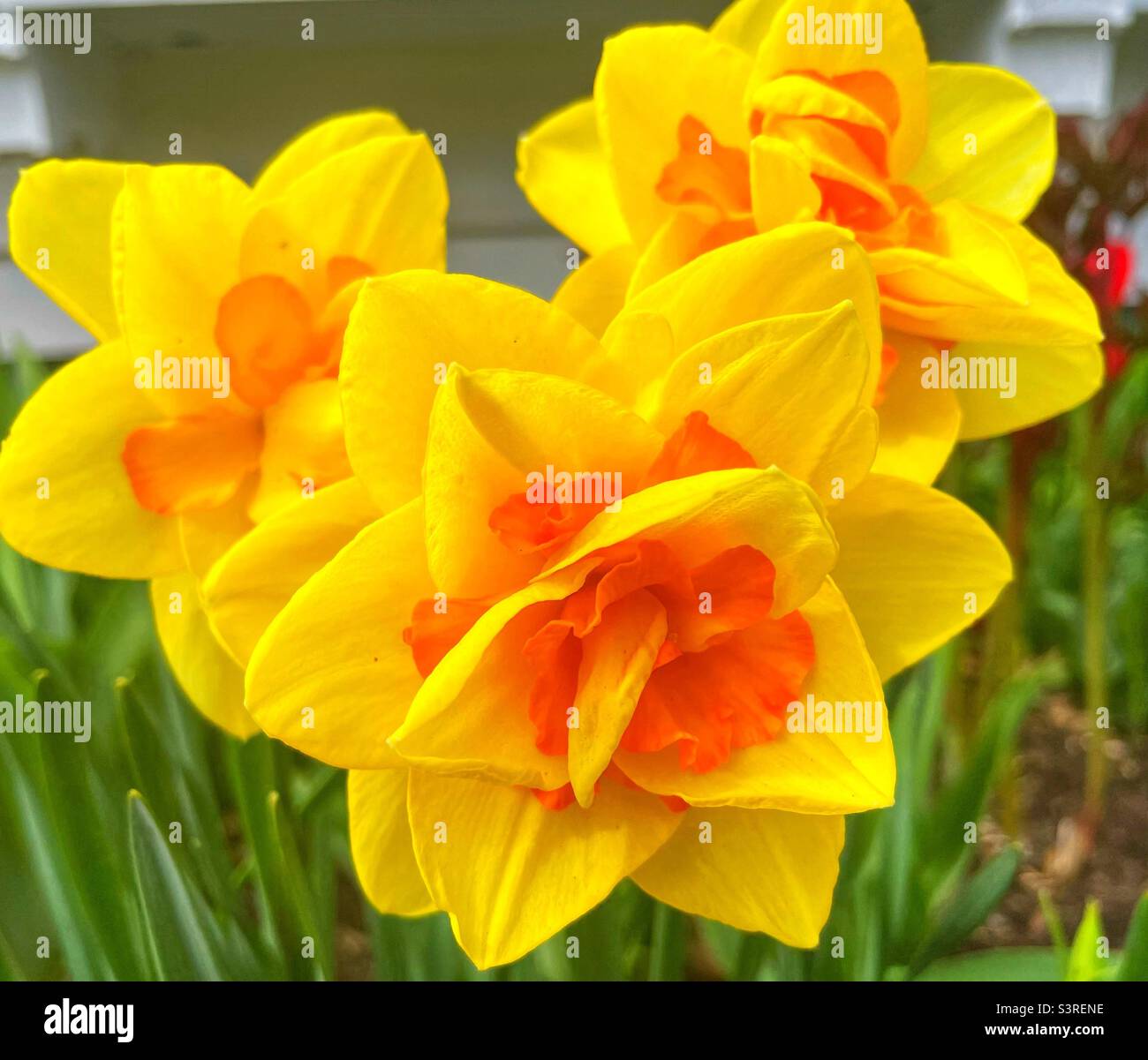 Double flowering daffodils in the home garden Stock Photo - Alamy