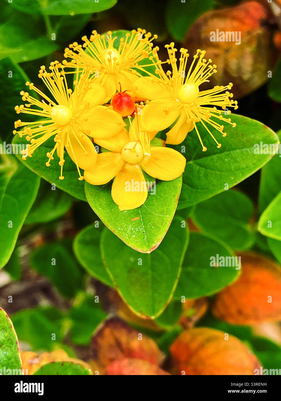 St. John’s wort unique flower blossoms Stock Photo - Alamy