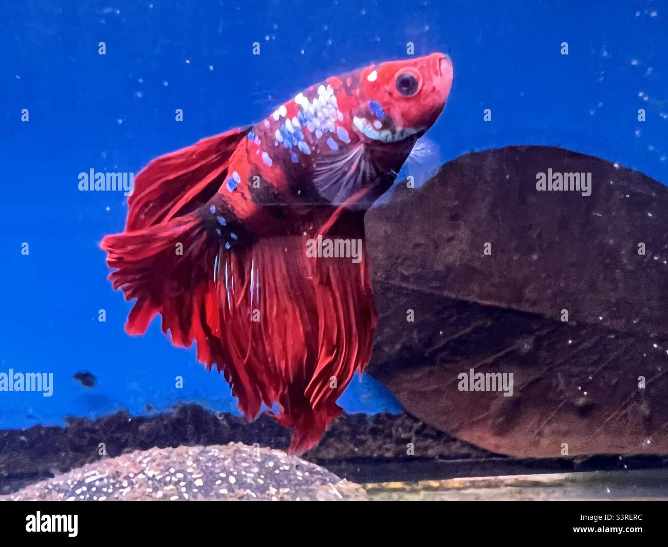 Siamese fighter fish hi-res stock photography and images - Alamy