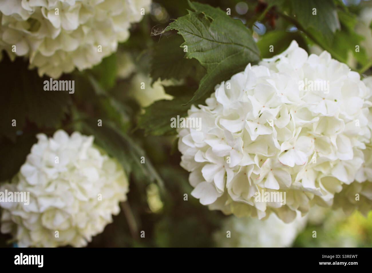 Ball tree hi-res stock photography and images - Alamy
