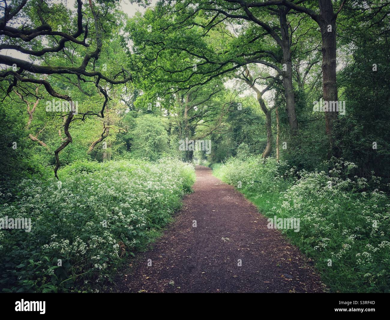 A shady footpath, under old oak trees and lined with frothy white cow ...