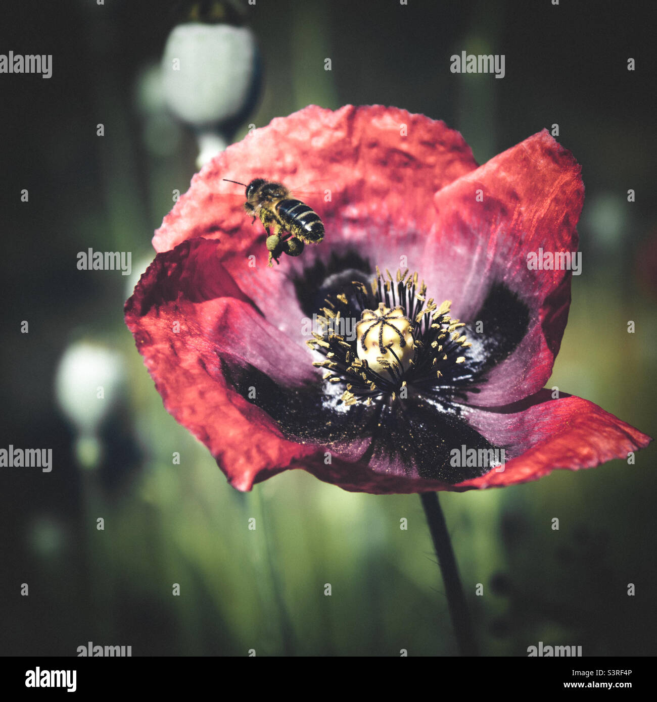 A honey bee, dusty with pollen flies around a bright red poppy Stock ...
