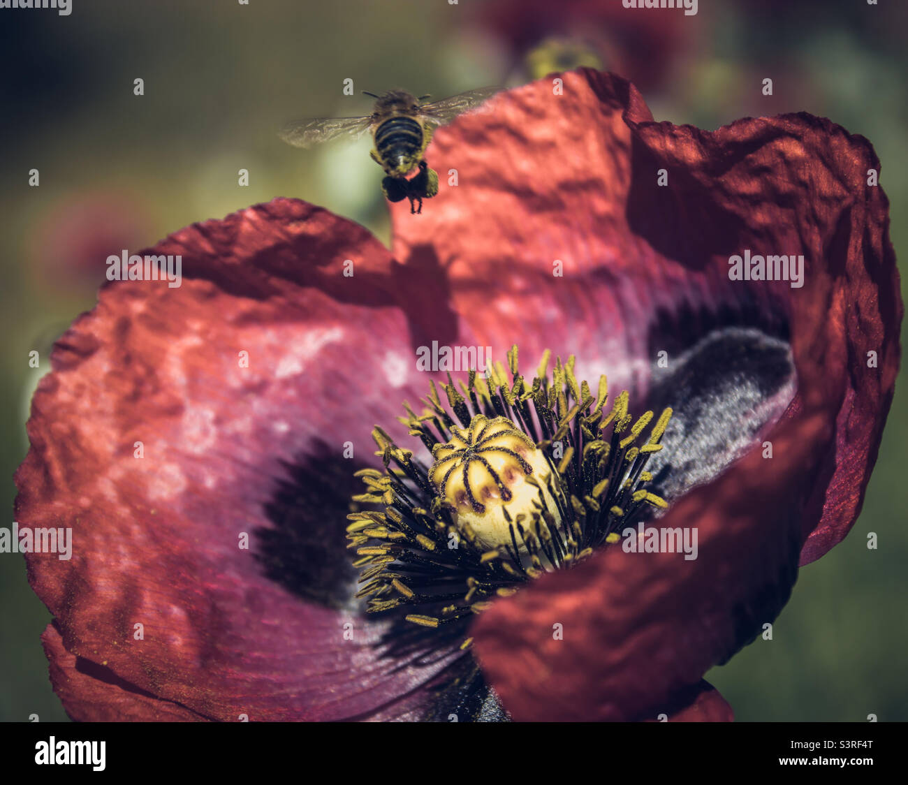 Dusty floral hi-res stock photography and images - Alamy